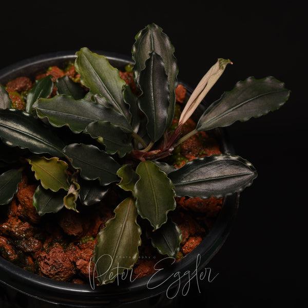 Bucephalandra pygmaea (TQ-01067) – Tankquility Plants Australia