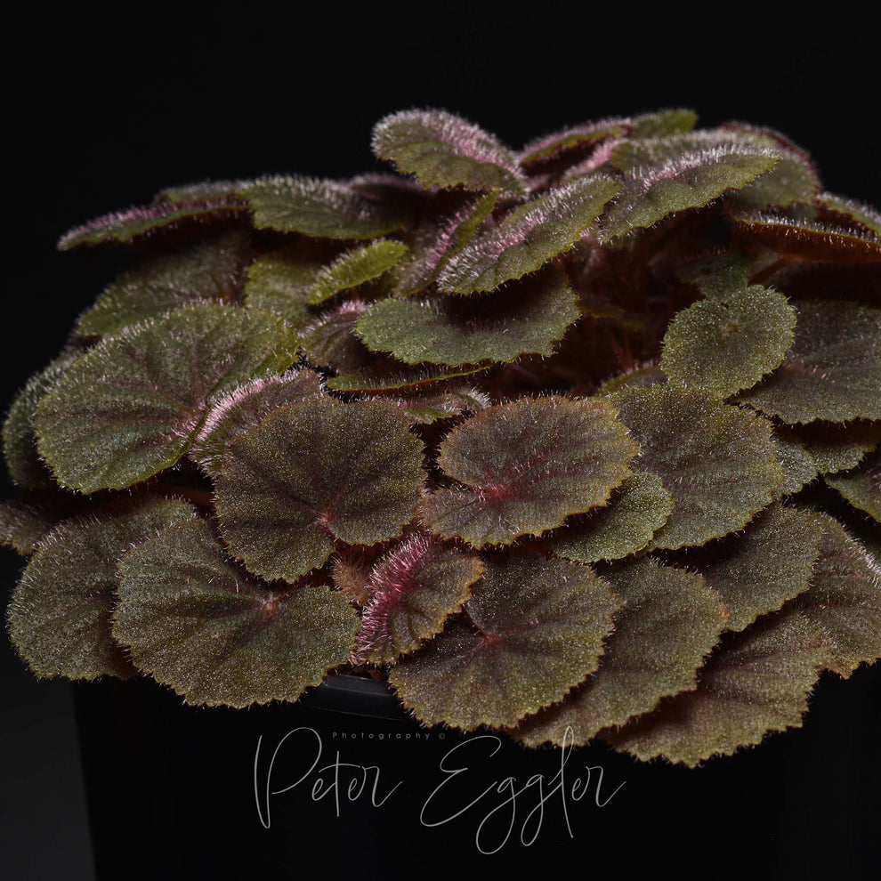 Begonia hoehneana – Tankquility